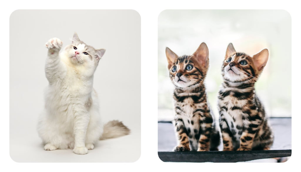 Explore the World of 06 Unique Cats: Breeds, Traits, and Stories