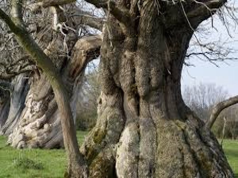 Guardians of the Forest: Discovering the Fascinating World of Ancient ...
