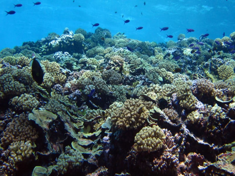 A Symphony of Colors: Exploring the Breathtaking Beauty of Coral Reefs ...