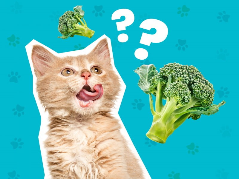 Can Cats Eat Broccoli? A Comprehensive Guide for Curious Cat Owners ...